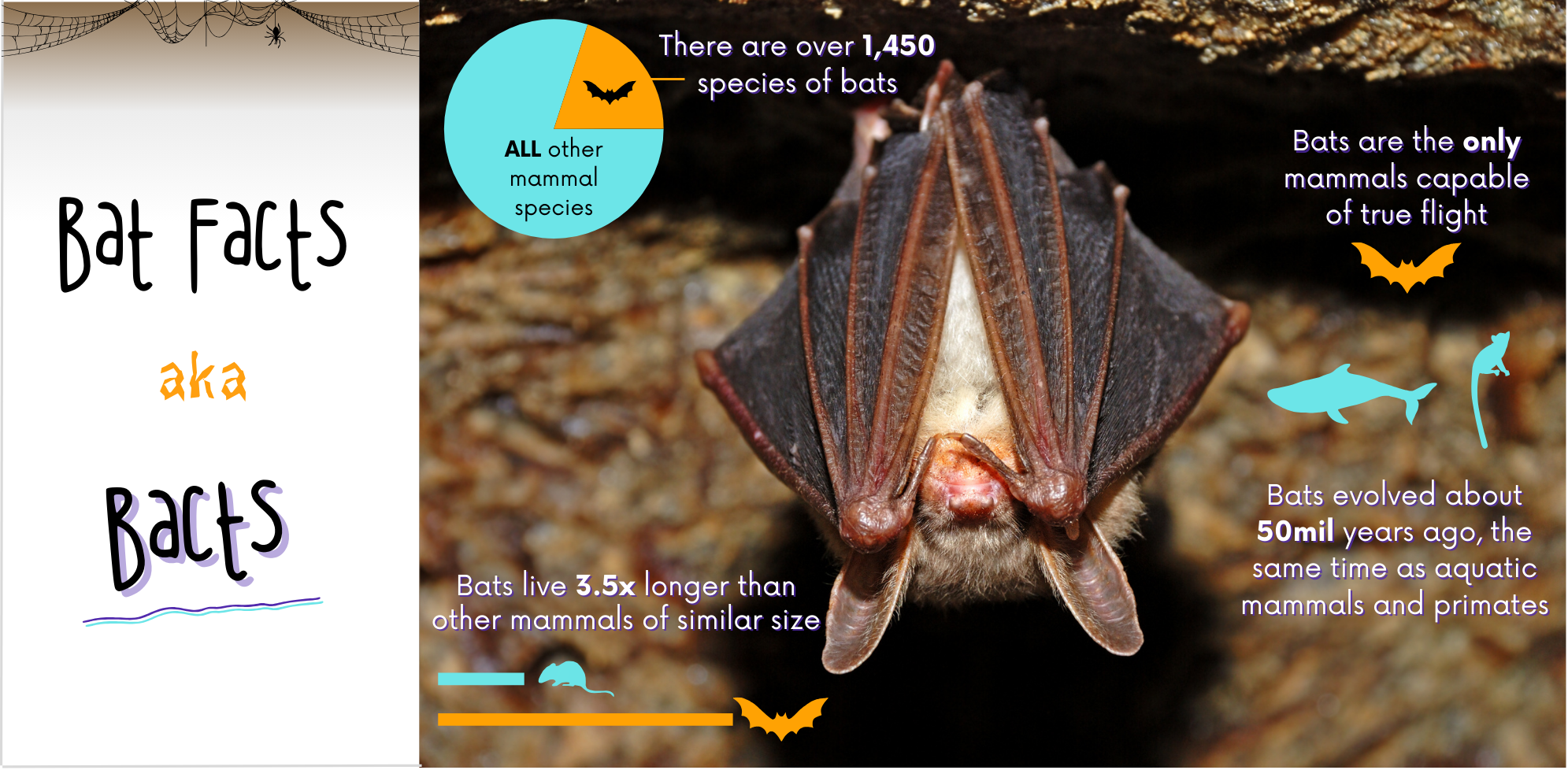 Newsletter — Park Institute of America