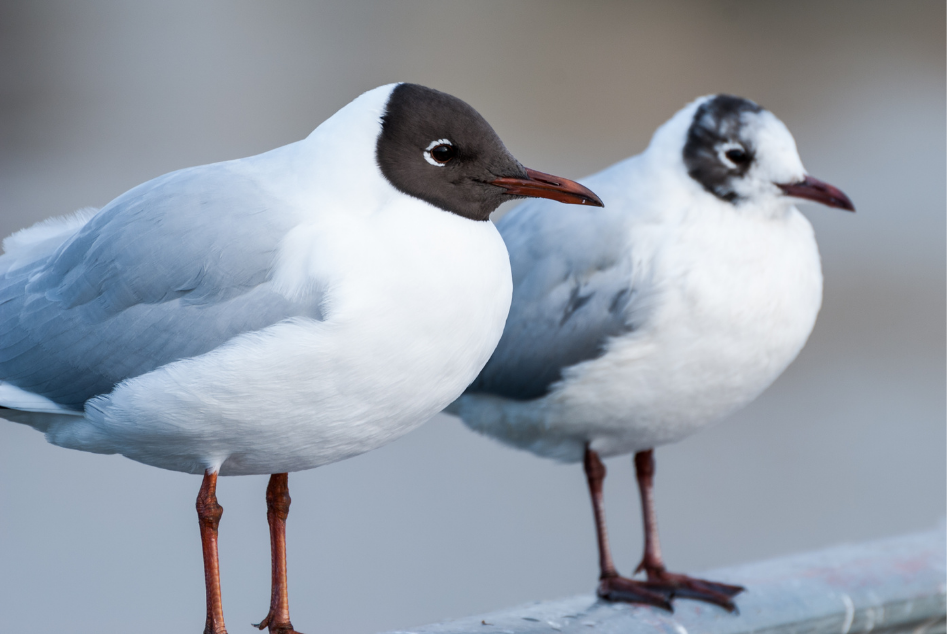 Newsletter — Park Institute of America