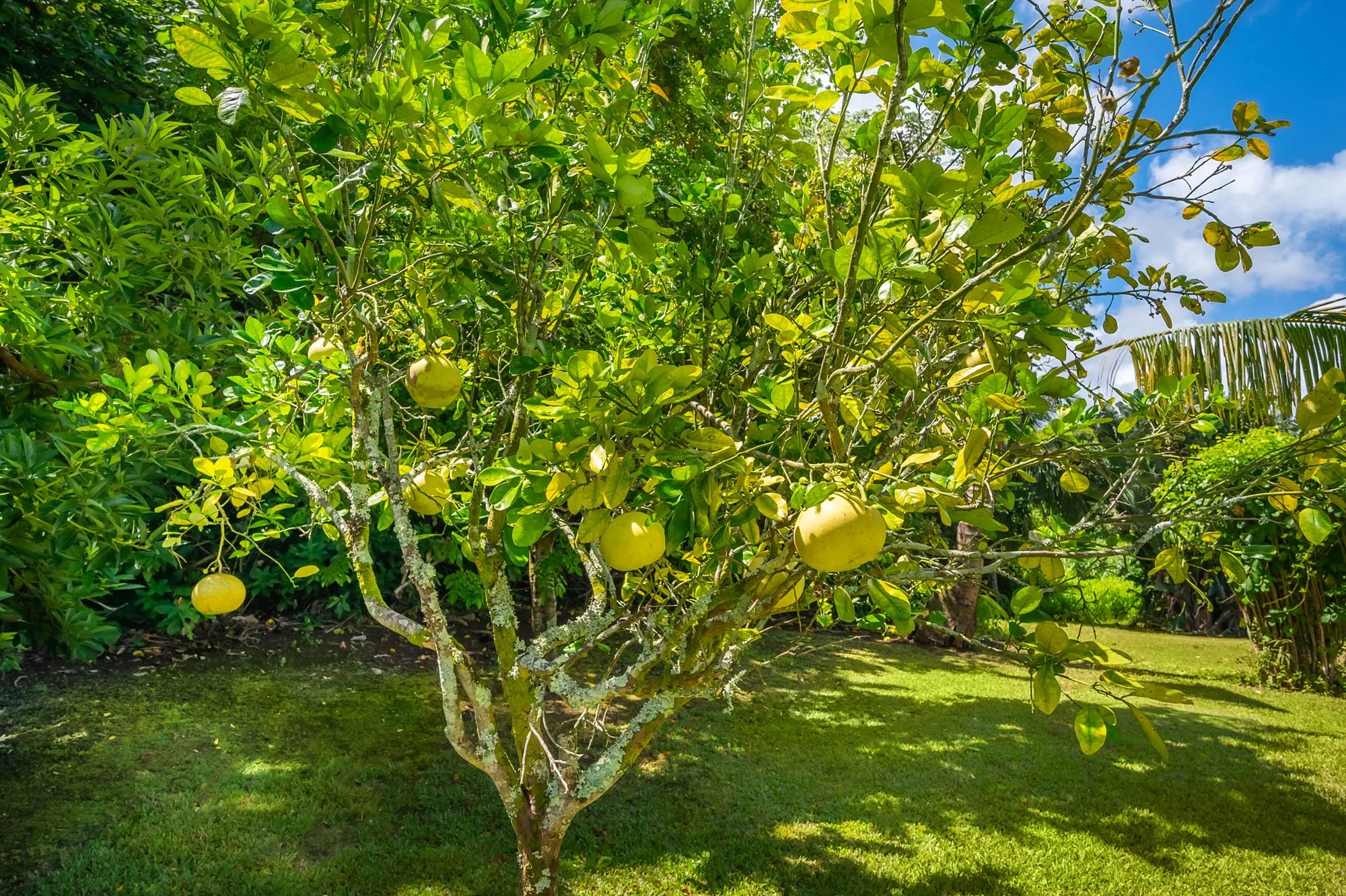 Kauai North Shore Agents: 3525 ANINI RD