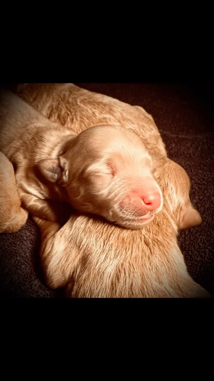 TEDDY DOODLES DELIGHT