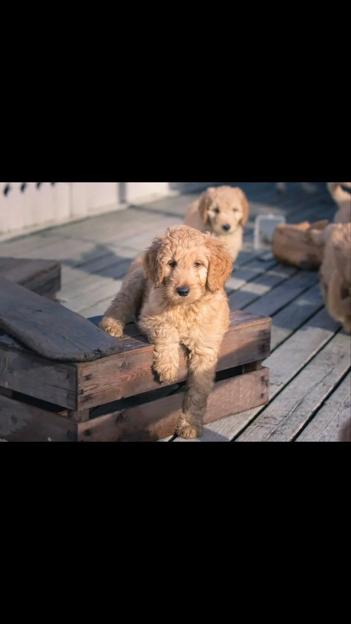 TEDDY DOODLES DELIGHT