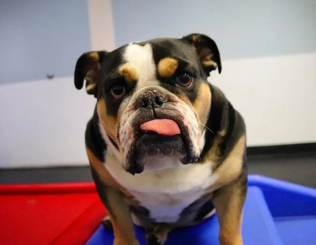 Photos & Testimonials — P.D.O.