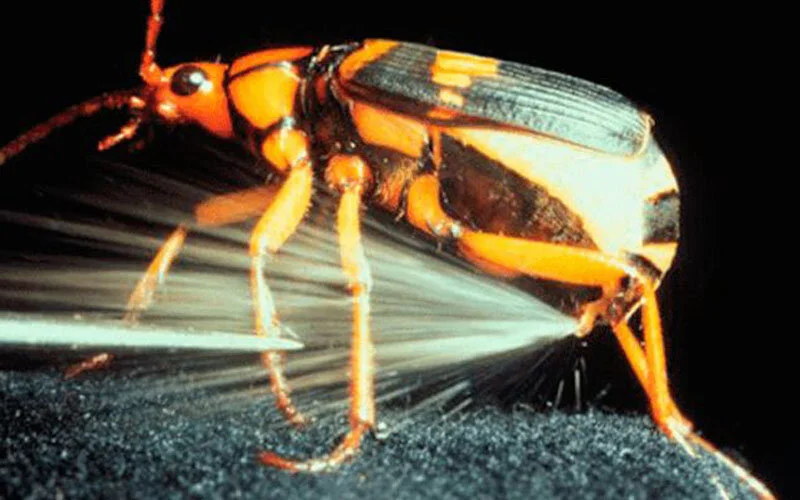 Bombardier Beetle