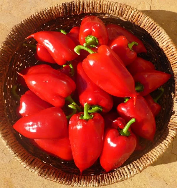 Pepper 4 Pack, Assorted varieties — Heartsong Herbs