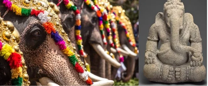 Sacred Hindu Animals — AllCreation.org