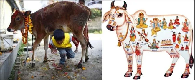 Sacred Hindu Animals — AllCreation.org