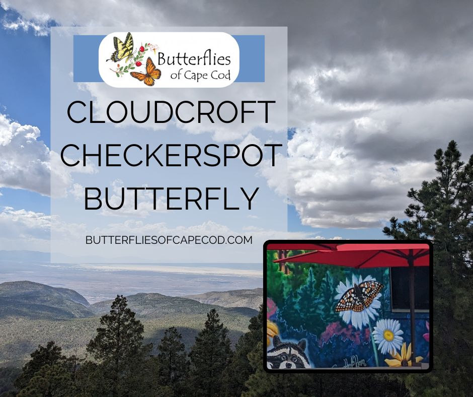 Cloudcroft Checkerspot: A rare butterfly in New Mexico — Butterflies of ...