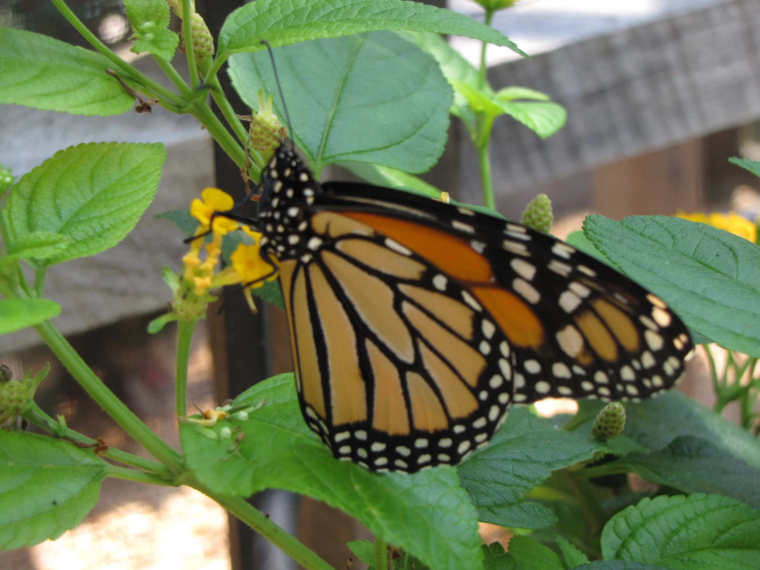 Our Butterflies — Butterflies of Cape Cod