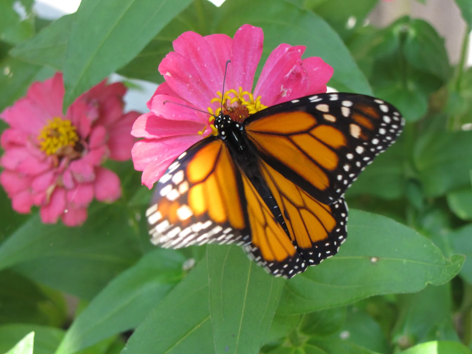 Our Butterflies — Butterflies of Cape Cod