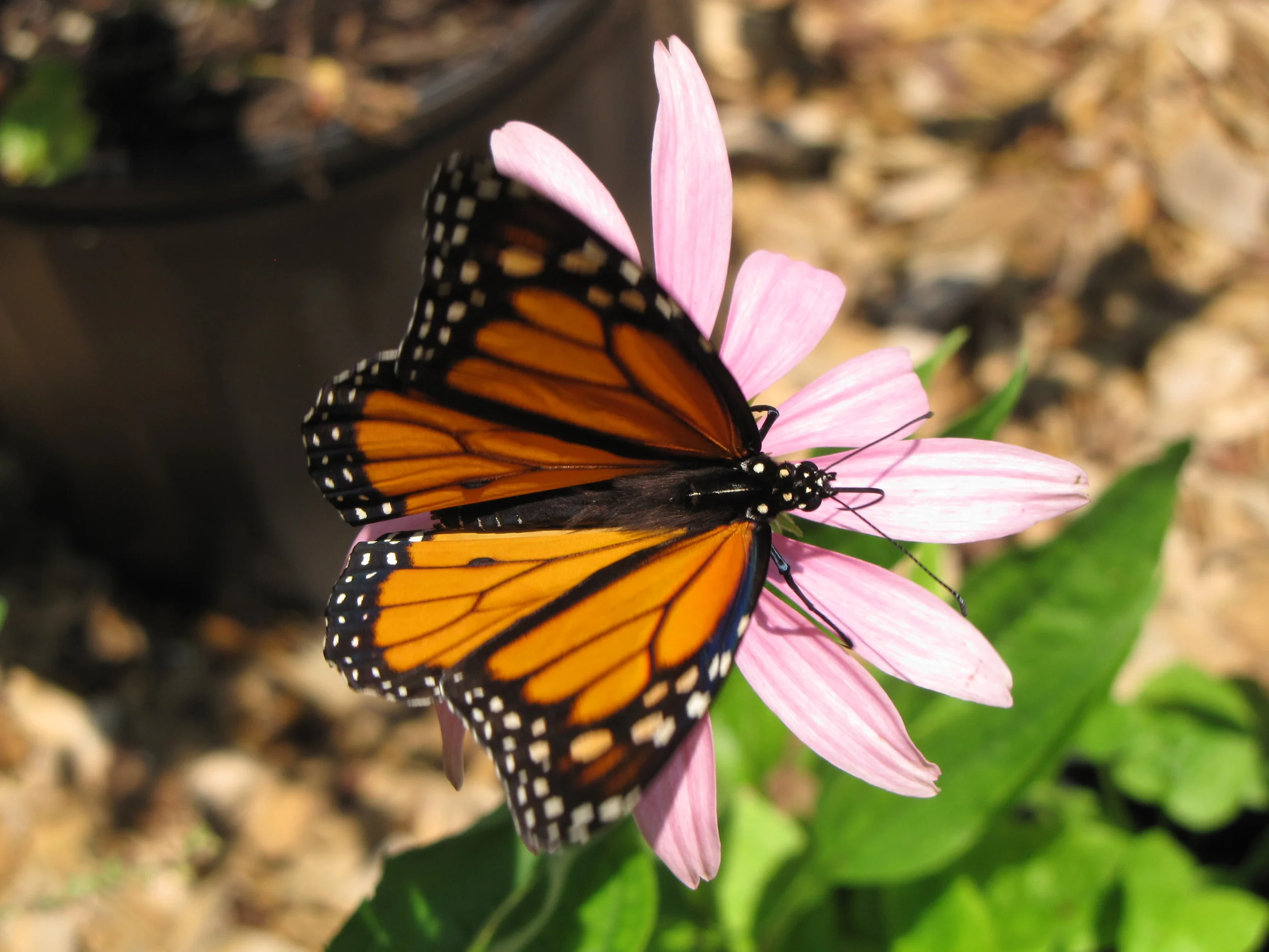Our Butterflies — Butterflies of Cape Cod