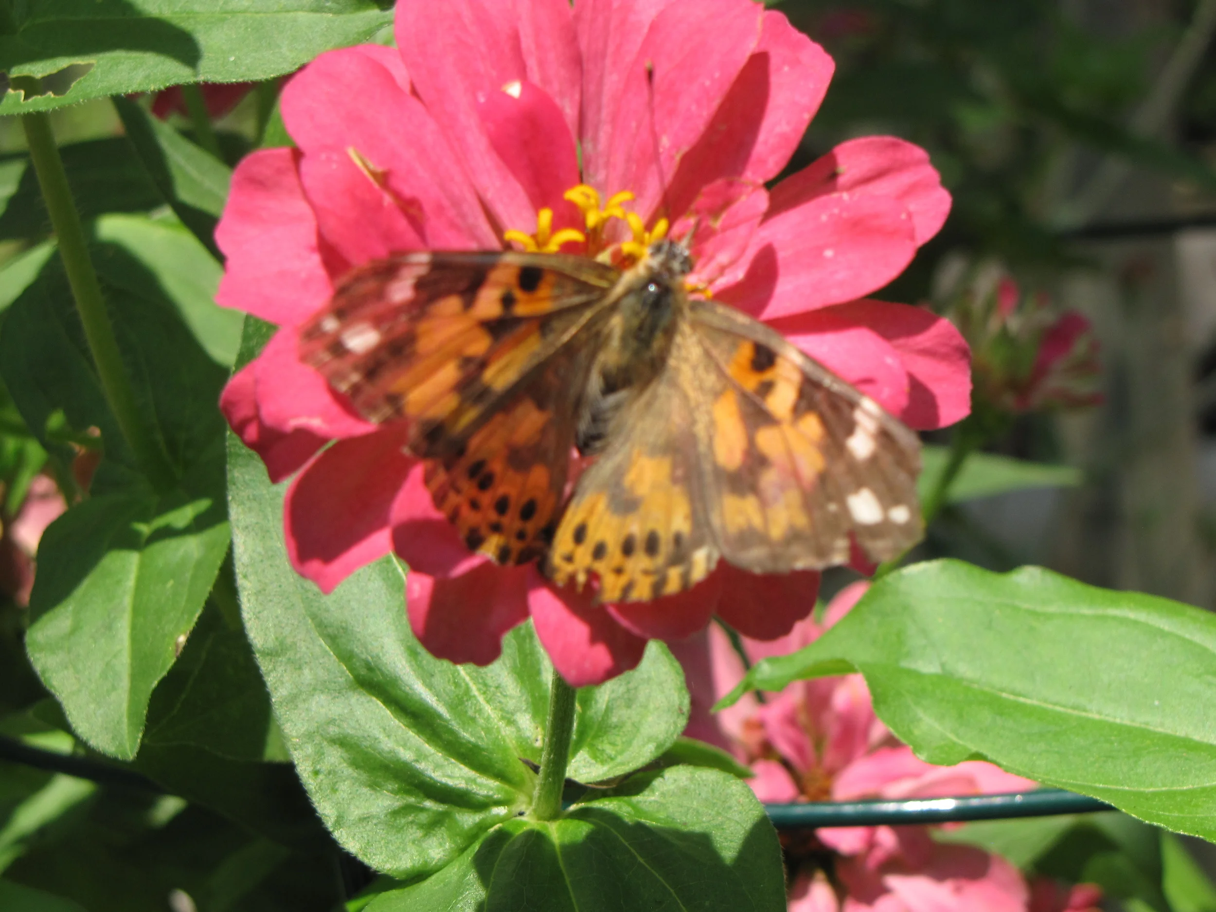 Our Butterflies — Butterflies of Cape Cod