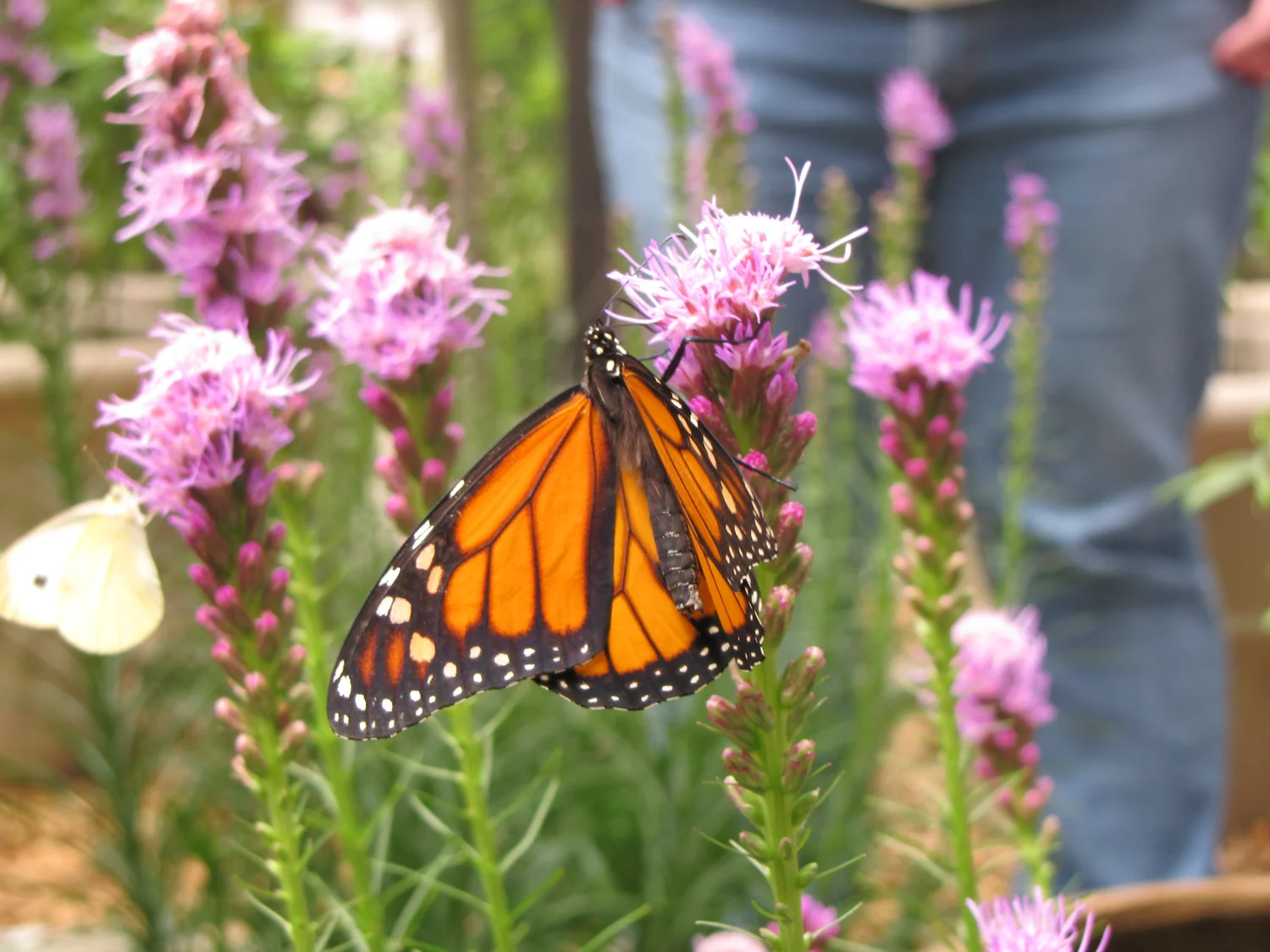 Our Butterflies — Butterflies of Cape Cod