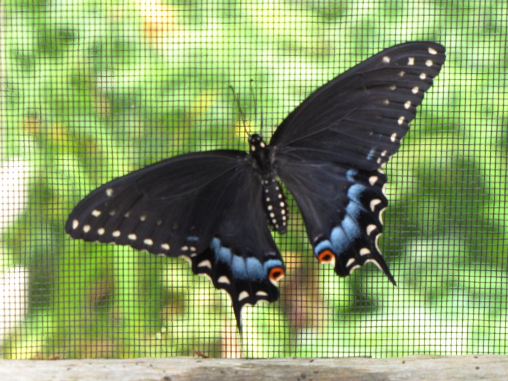 Our Butterflies — Butterflies of Cape Cod