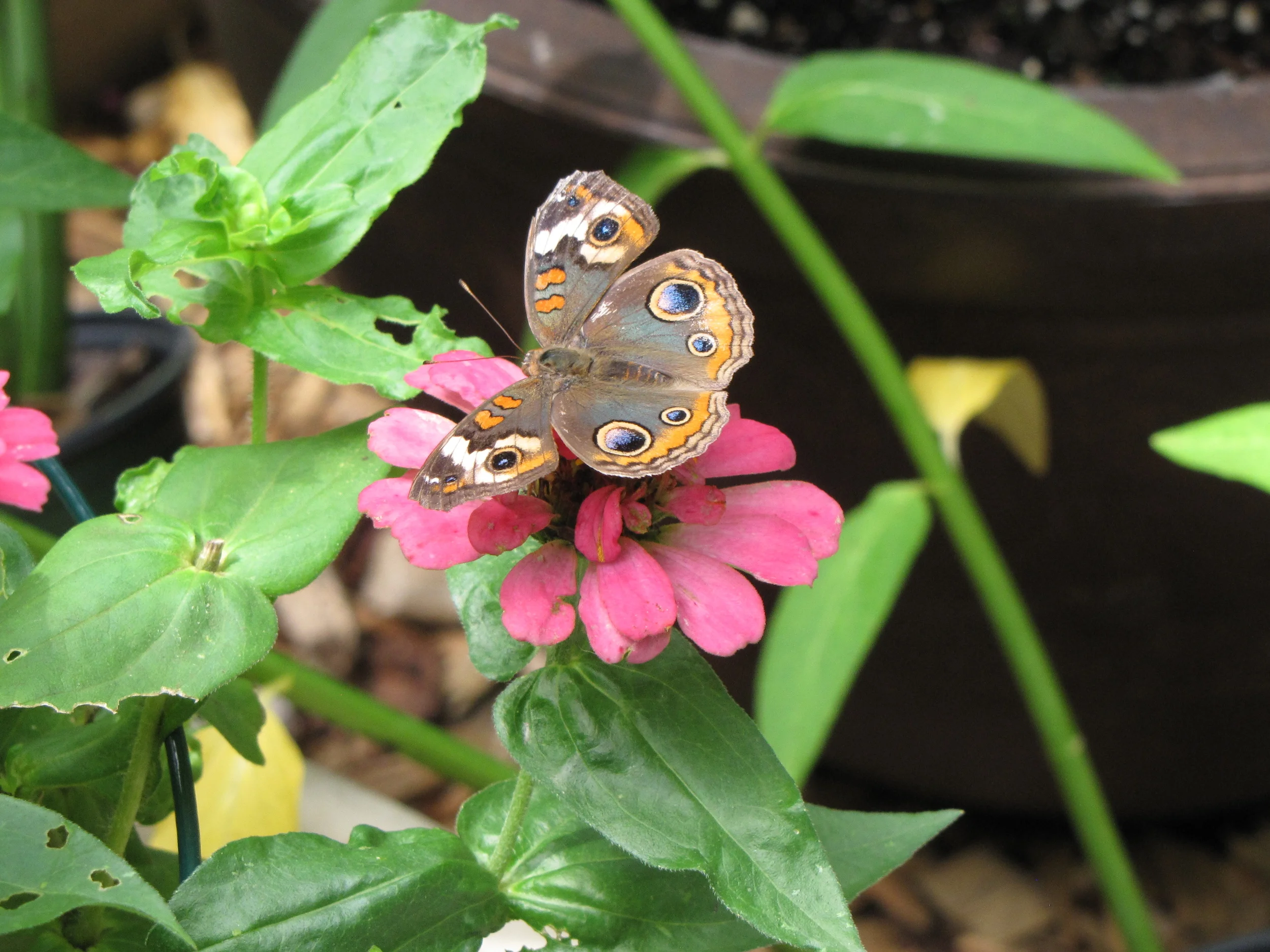 Our Butterflies — Butterflies of Cape Cod