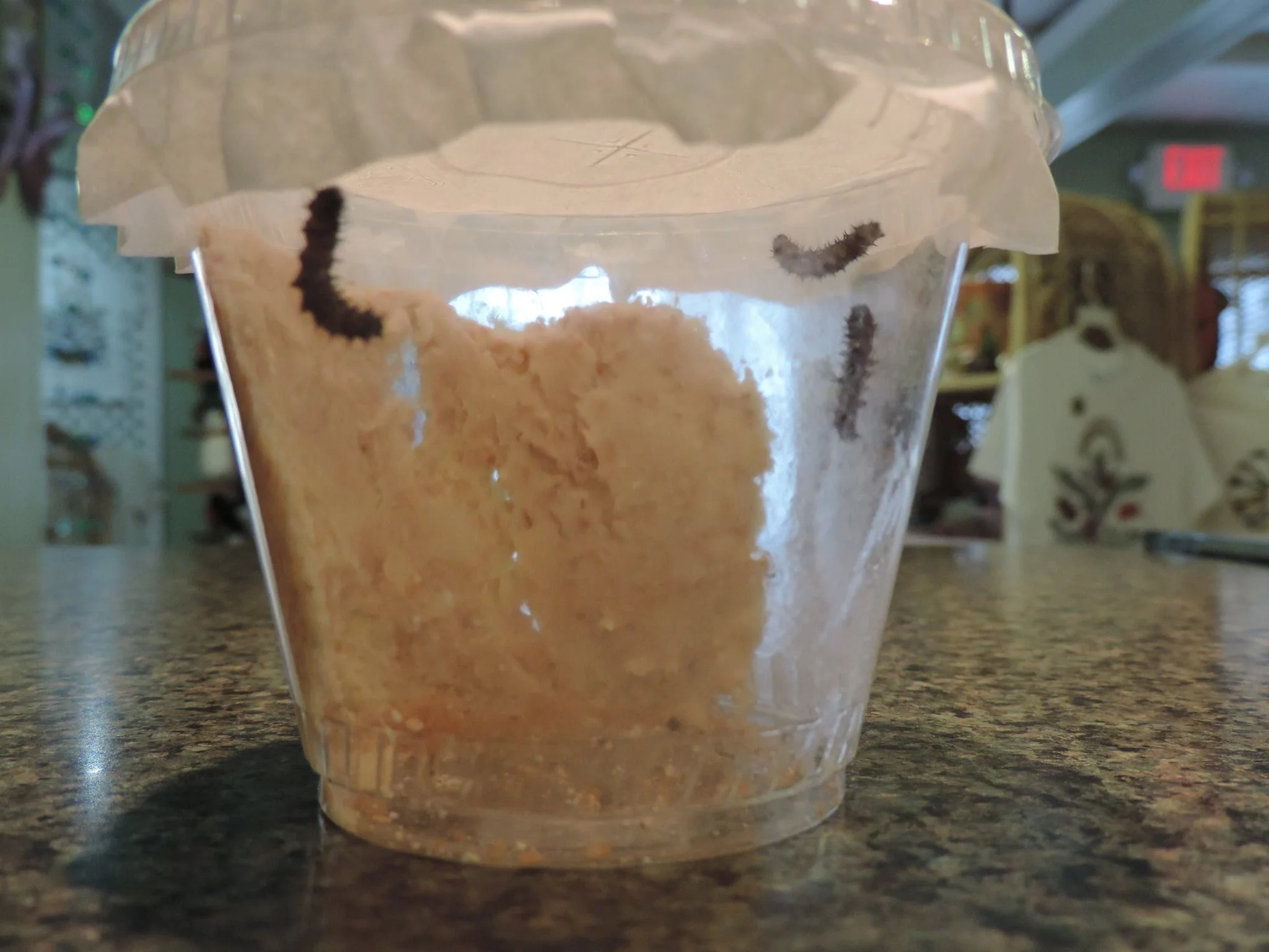 Our Gift Shop — Butterflies of Cape Cod