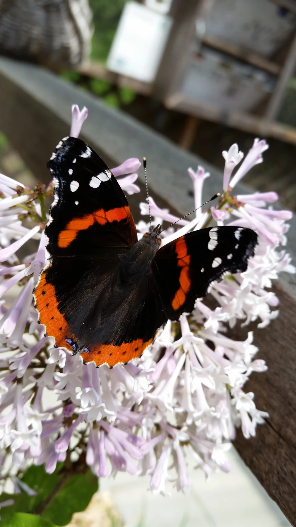June: Red Admiral — Butterflies of Cape Cod
