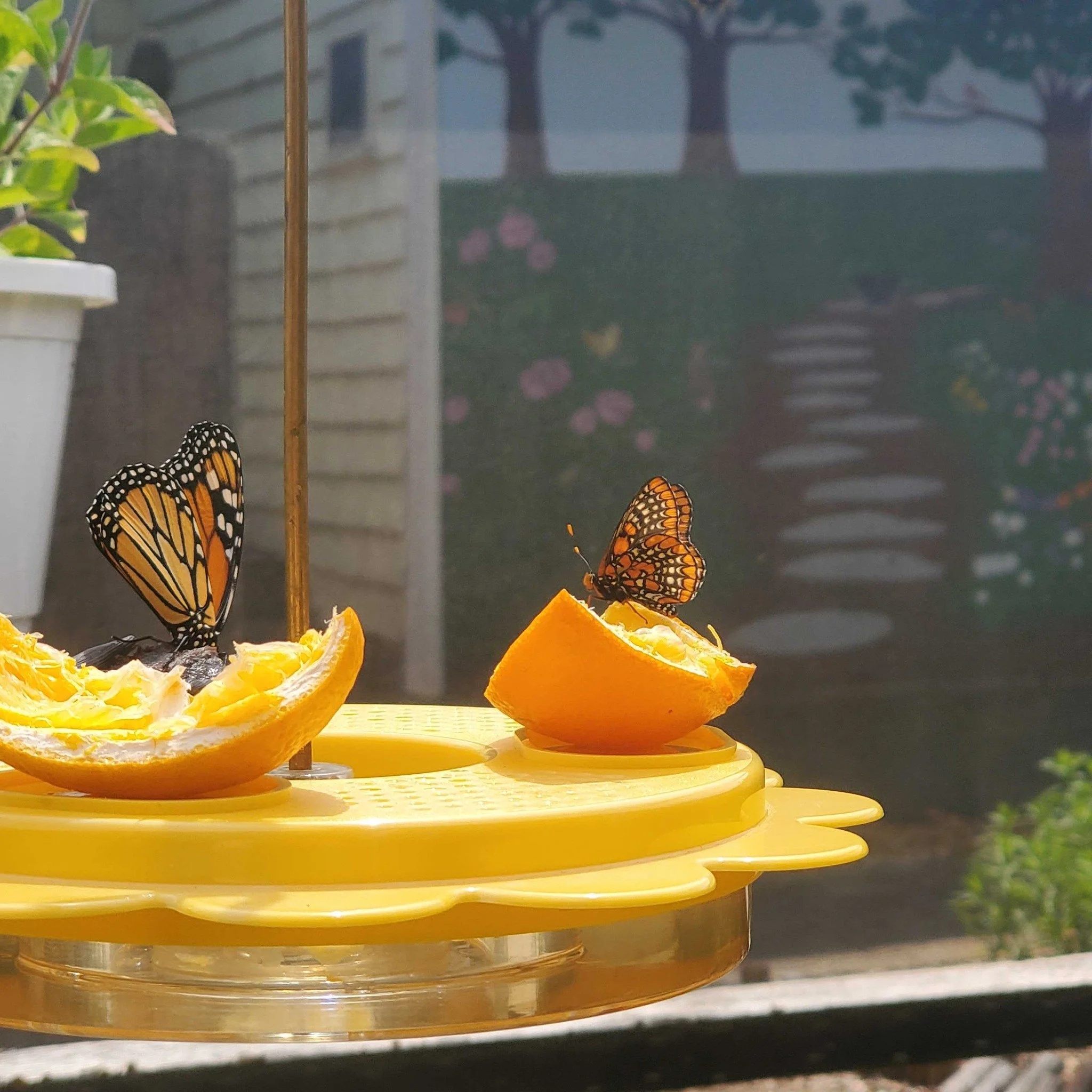 Butterflies of Cape Cod