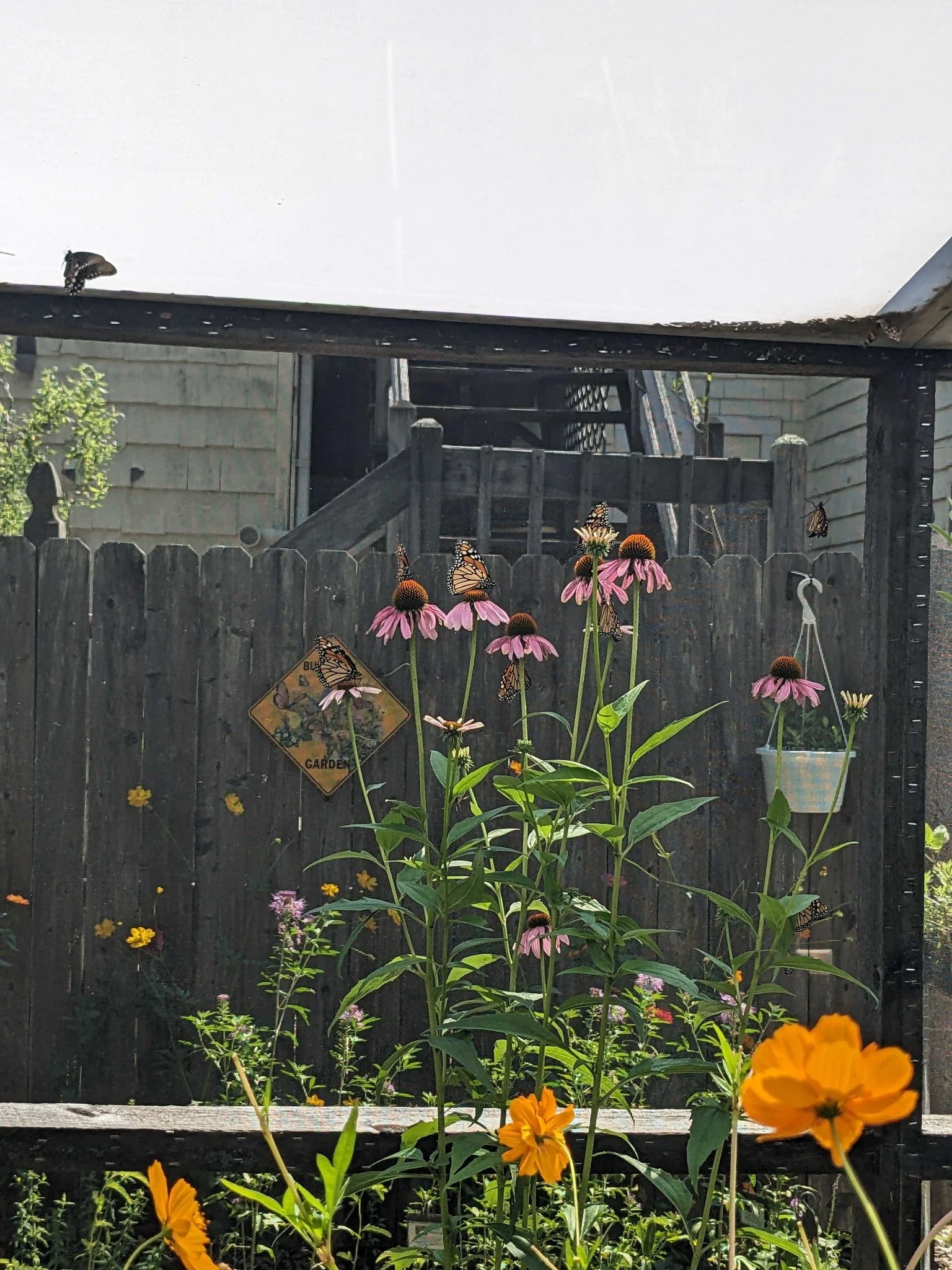 Butterflies of Cape Cod