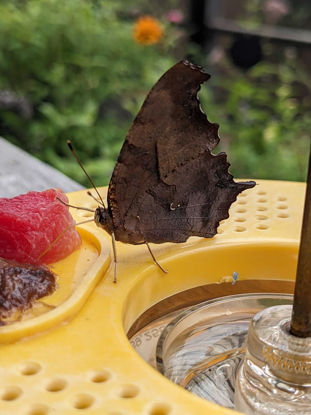 Butterflies of Cape Cod