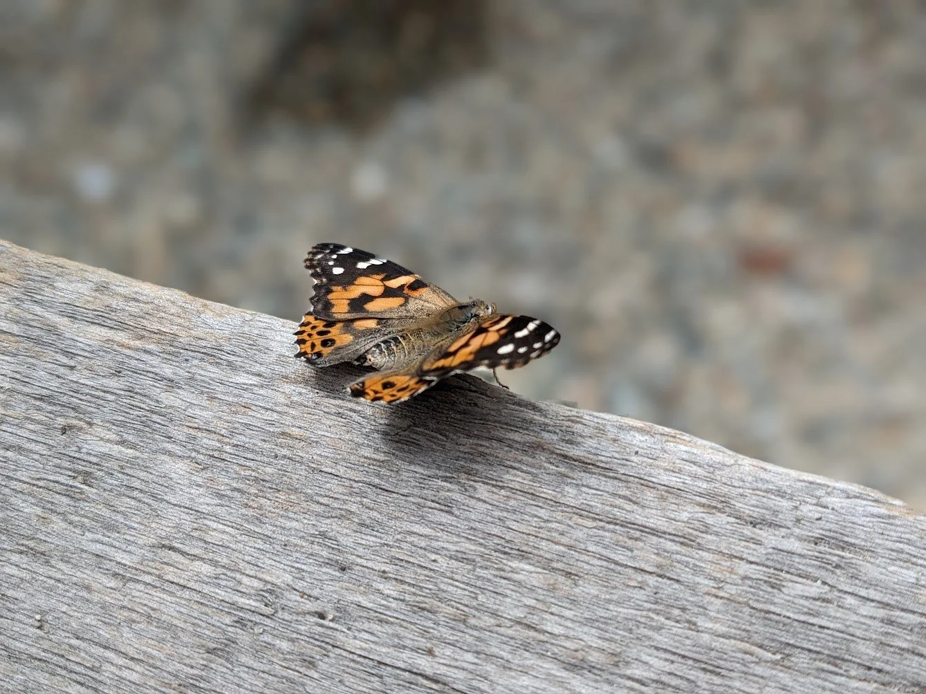 Butterflies of Cape Cod