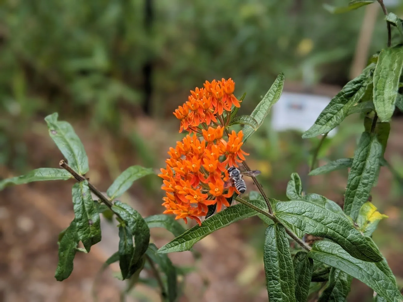 Butterflies of Cape Cod