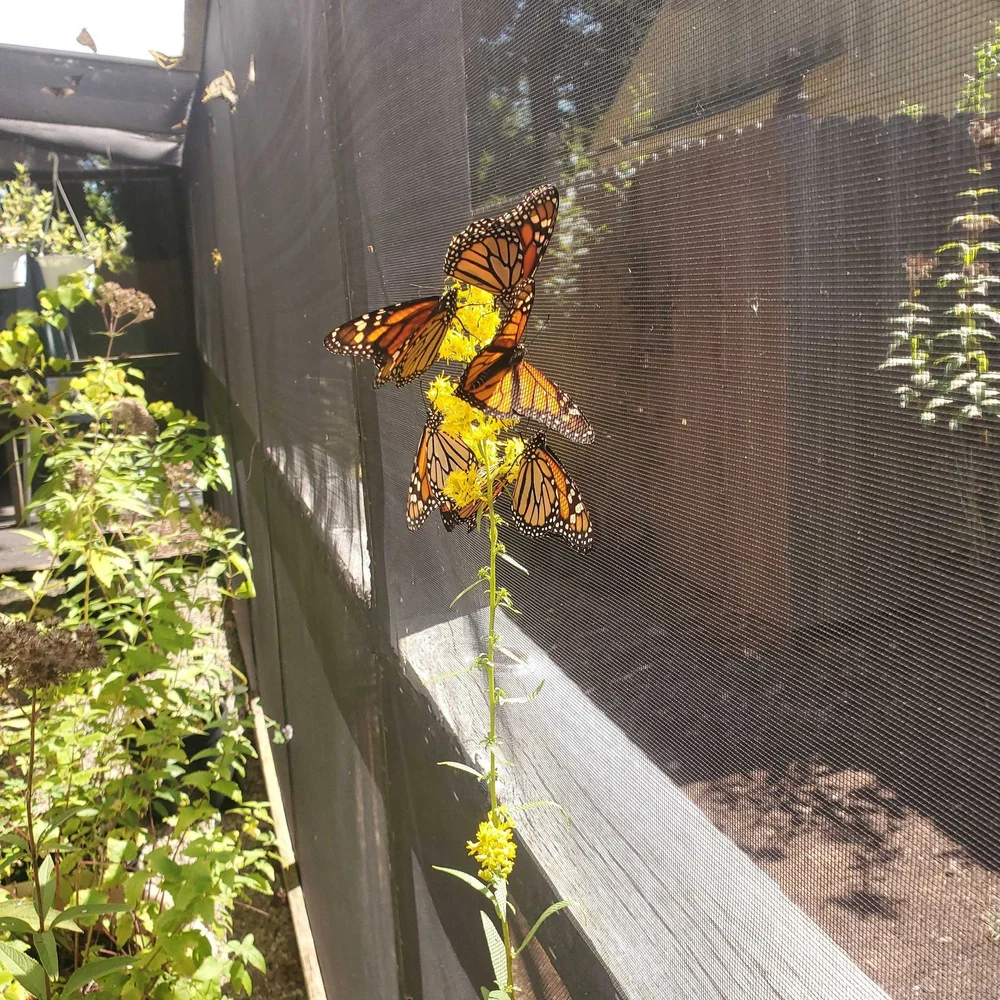 Butterflies of Cape Cod