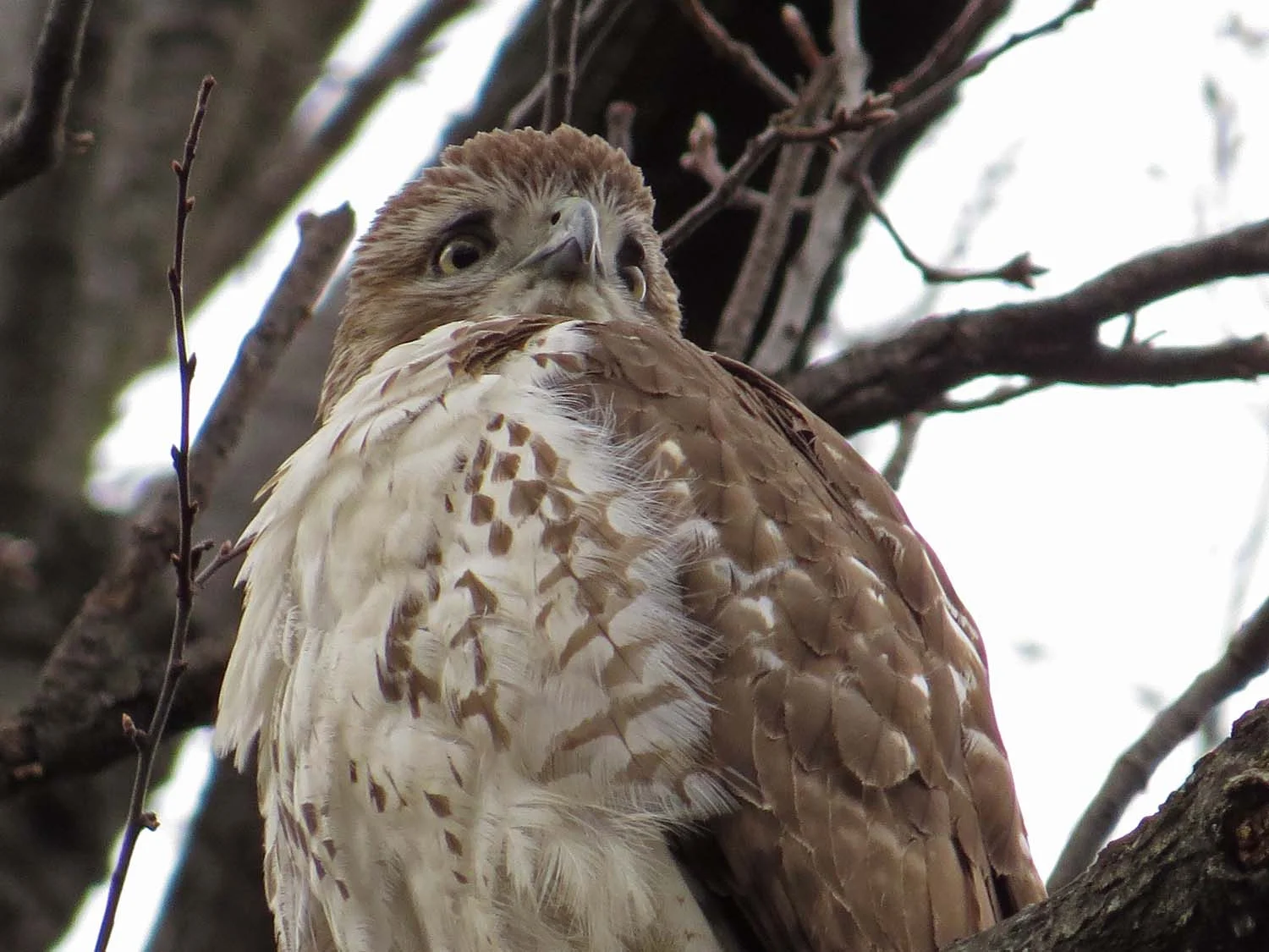 Hawky New Year! — The Chronicler's Tales — Susan Kirby