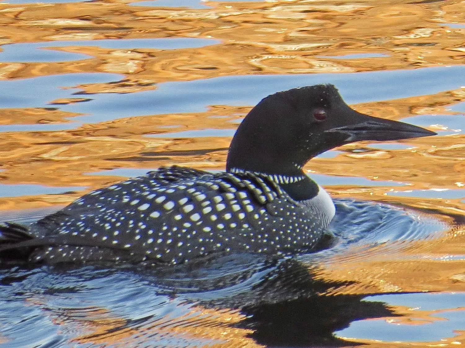 Not So Common Loons — Susan Kirby