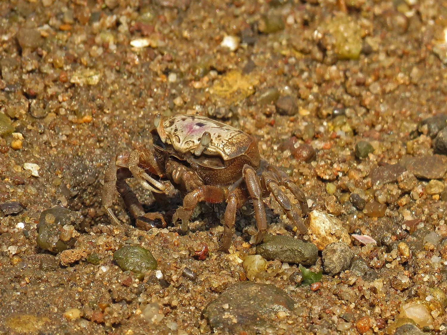 Fiddler Crabs — The Chronicler's Tales — Susan Kirby
