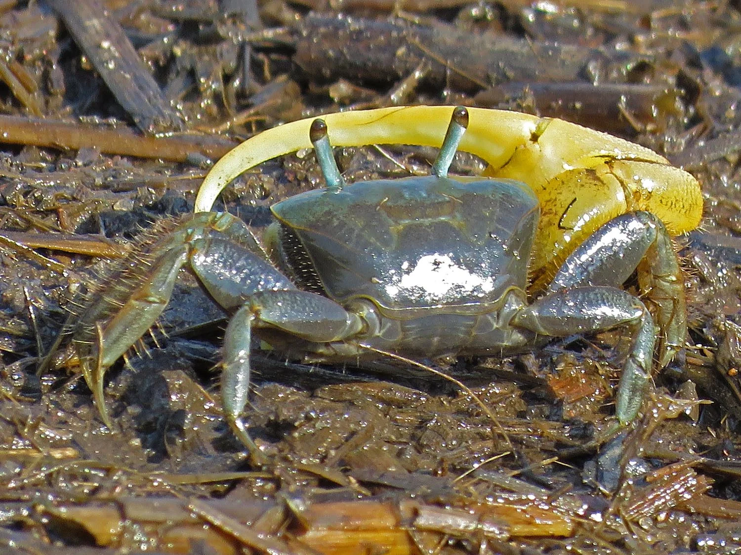 Fiddler Crabs — The Chroniclers Tales — Susan Kirby