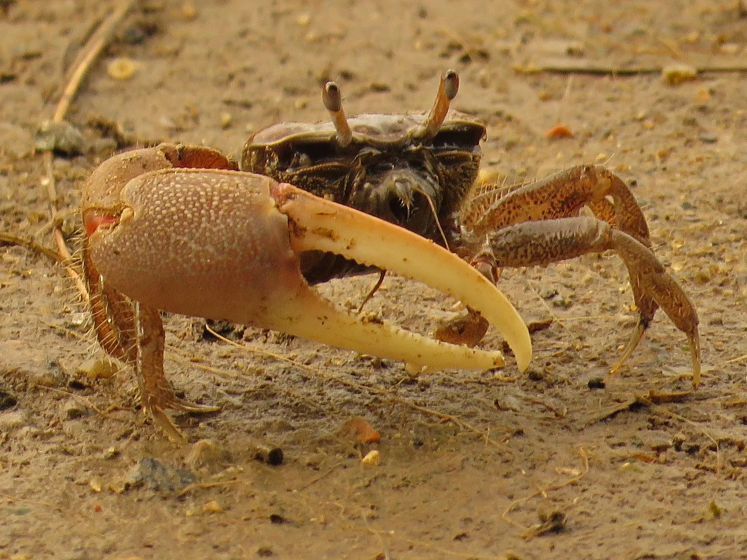 Fiddler Crabs — The Chronicler's Tales — Susan Kirby