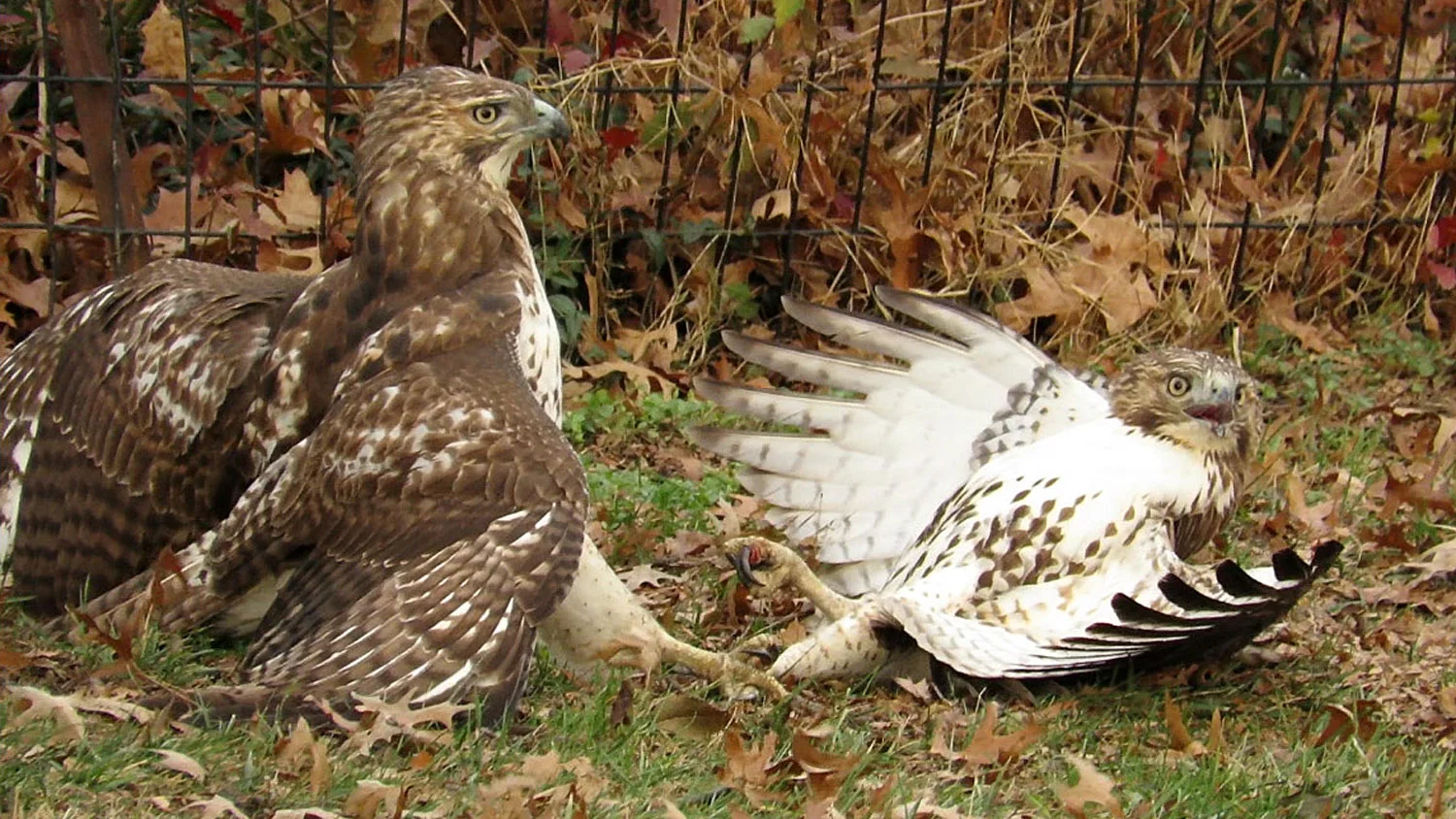 Hawk Fights — Susan Kirby