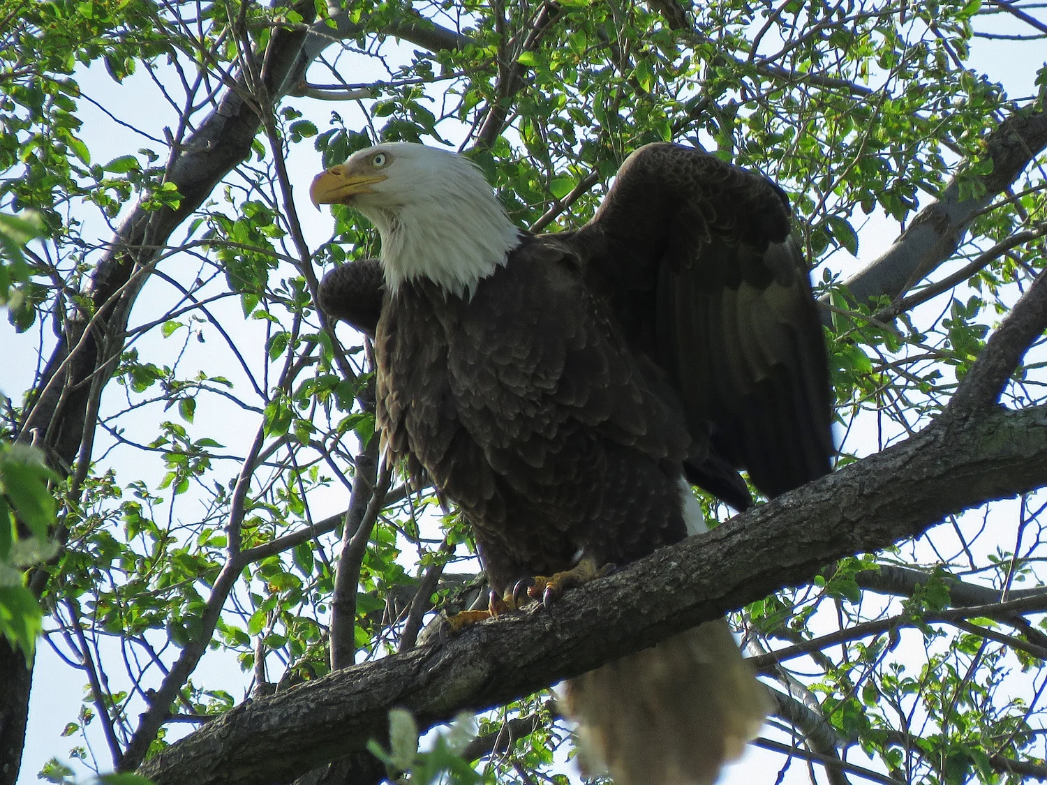 Bald Eagles — Susan Kirby