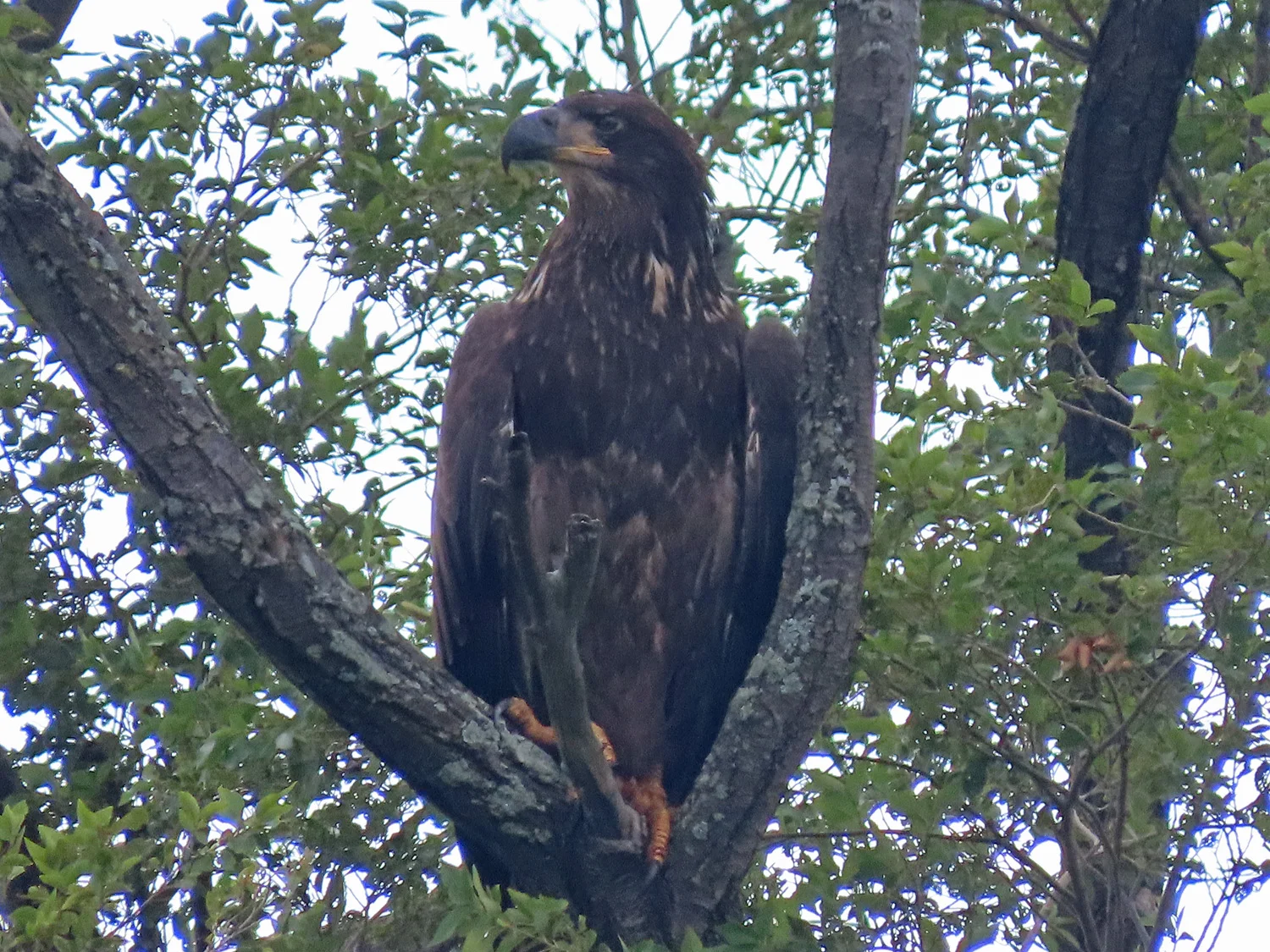 Bald Eagles — Susan Kirby