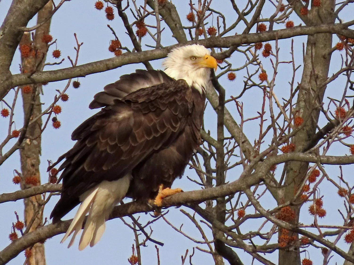 Bald Eagles — Susan Kirby