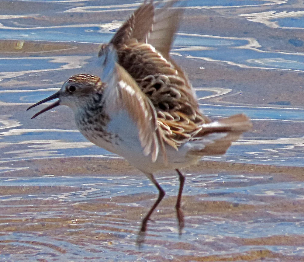 Semipalmated Sandpipers — Susan Kirby