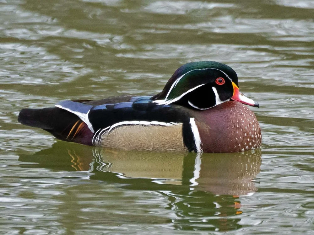Wood Duck Uk Rspb