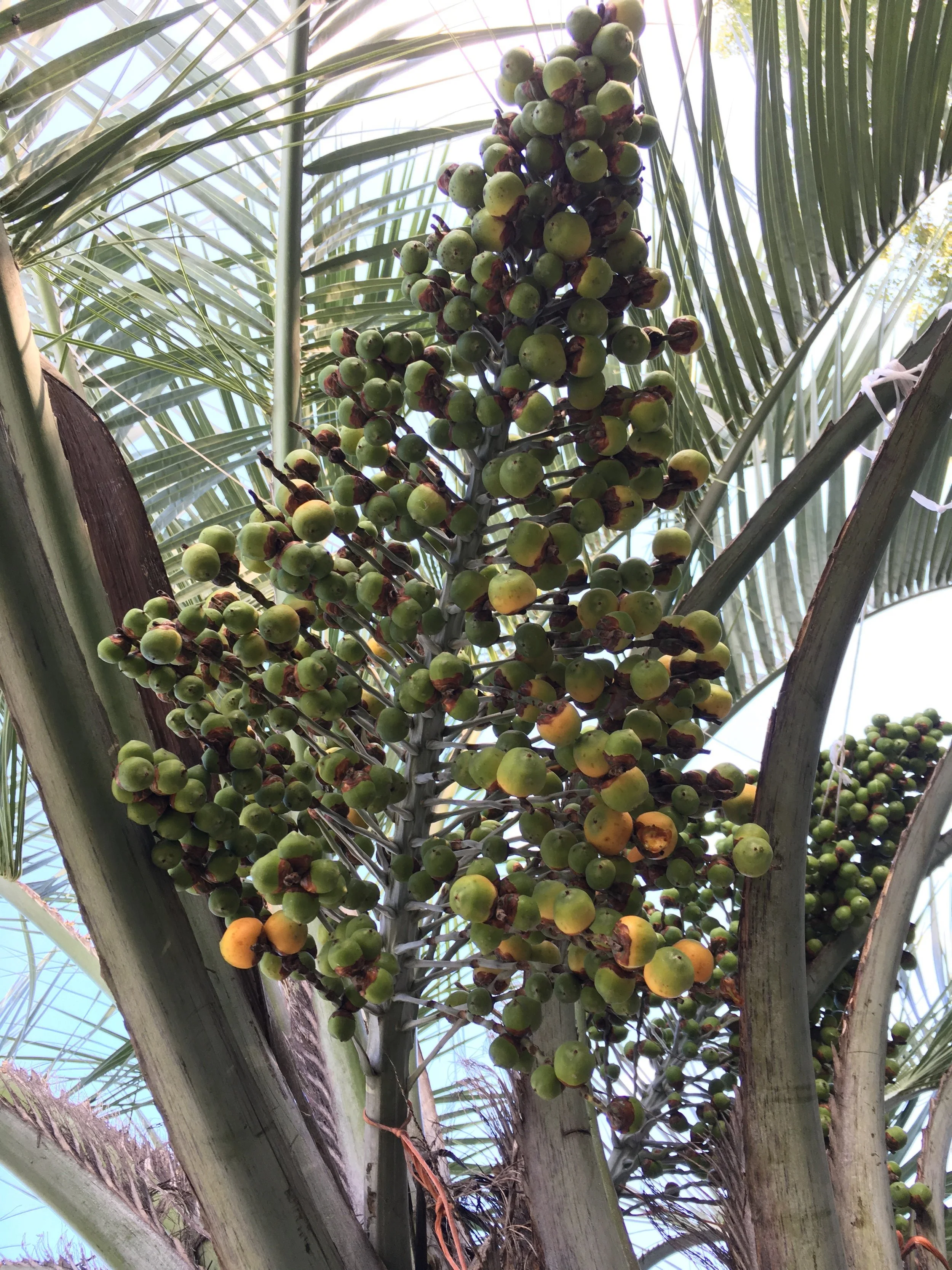 Mule Palms of Mississippi & Hybrid Palms
