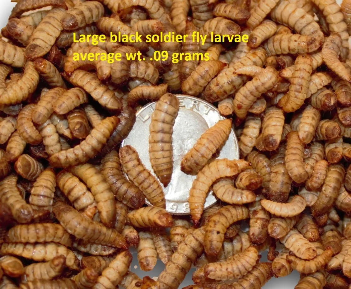Black Soldier fly larvae: size small — Insects @ Large & Northwest Redworms