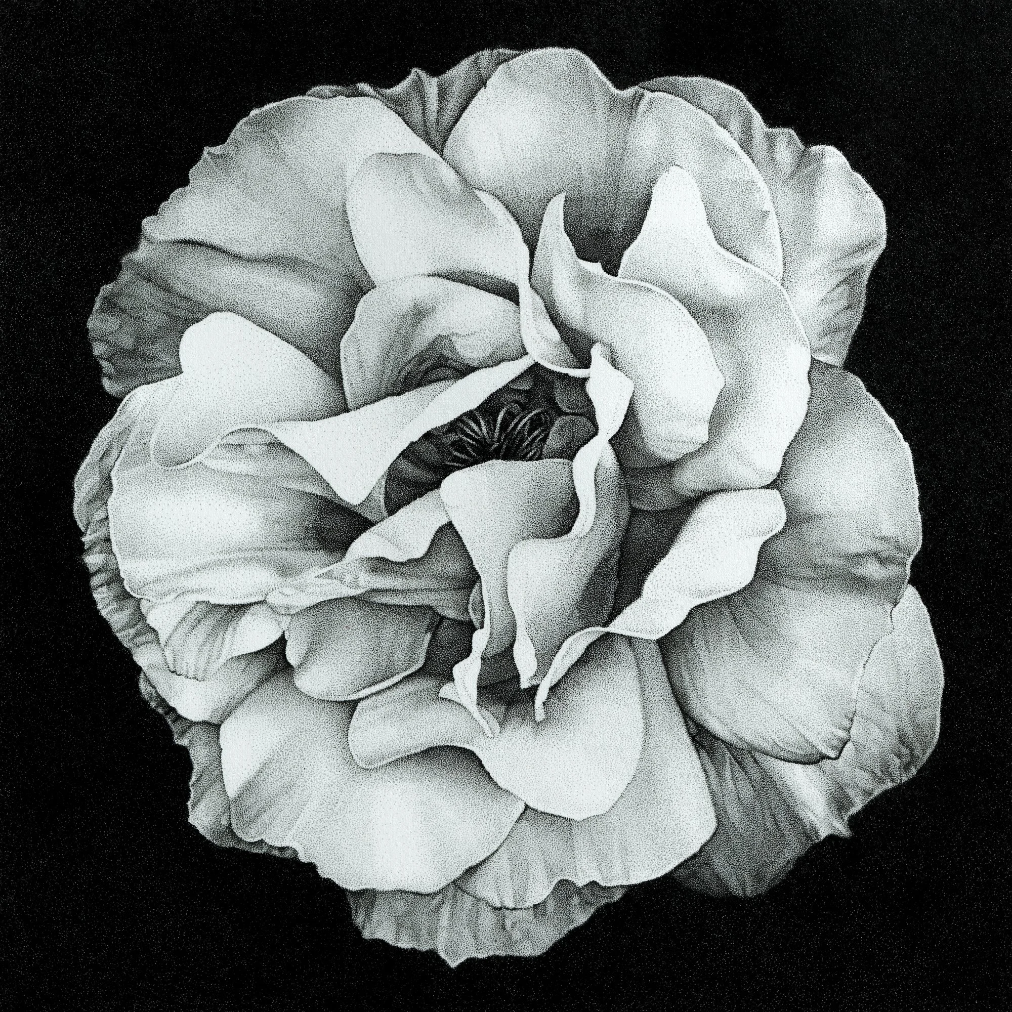 Stippled Ink Drawings – Louis Savage — Louis Savage