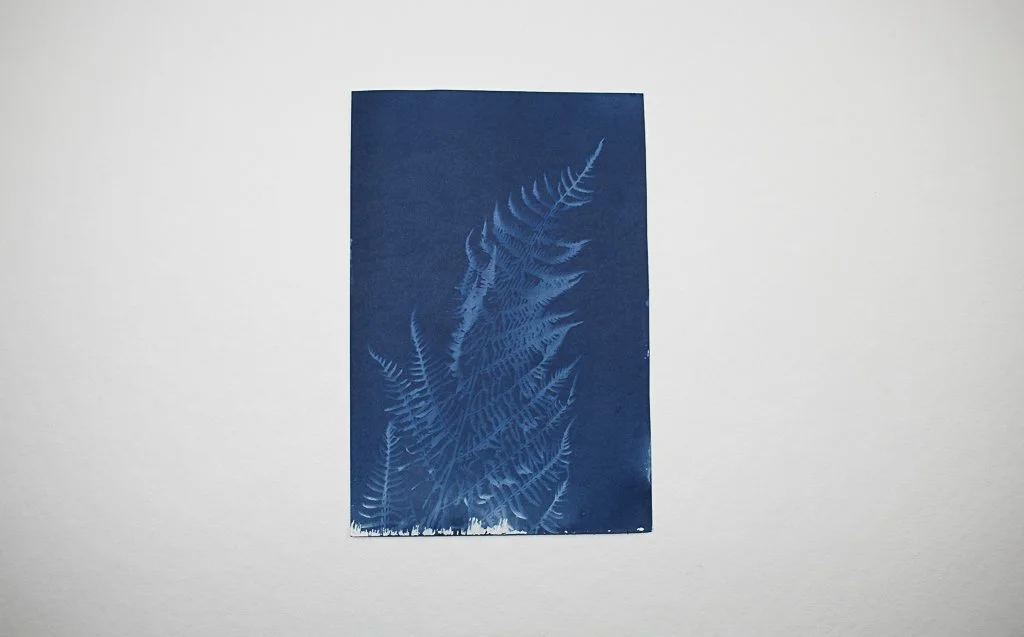 Cyanotypes - Botanical Art — Jackie Partridge