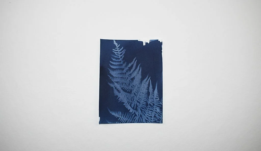 Cyanotypes - Botanical Art — Jackie Partridge