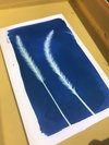 How to Make Cyanotypes — Jackie Partridge