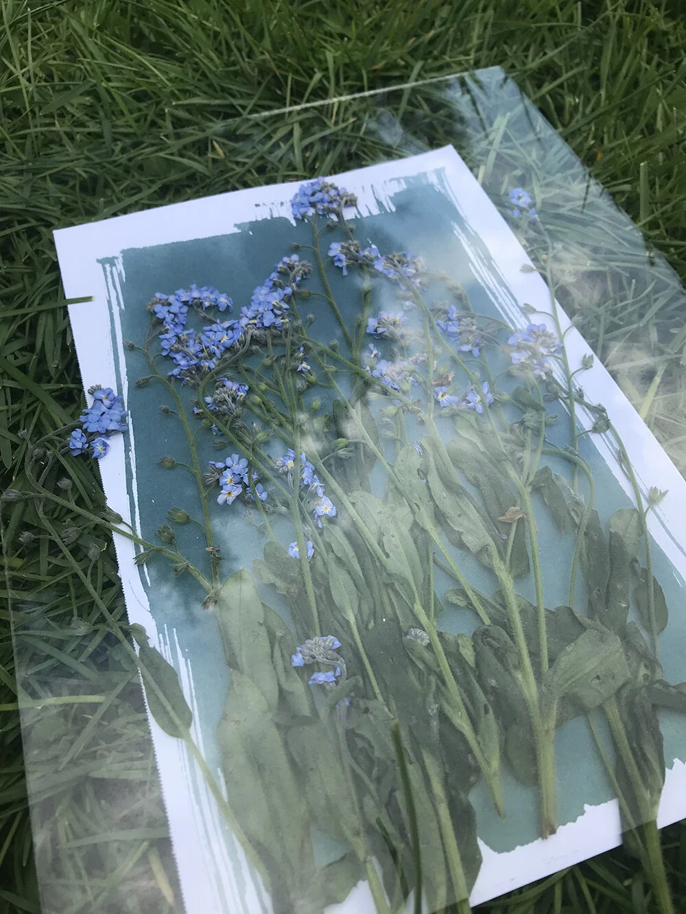 How to Make Cyanotypes — Jackie Partridge