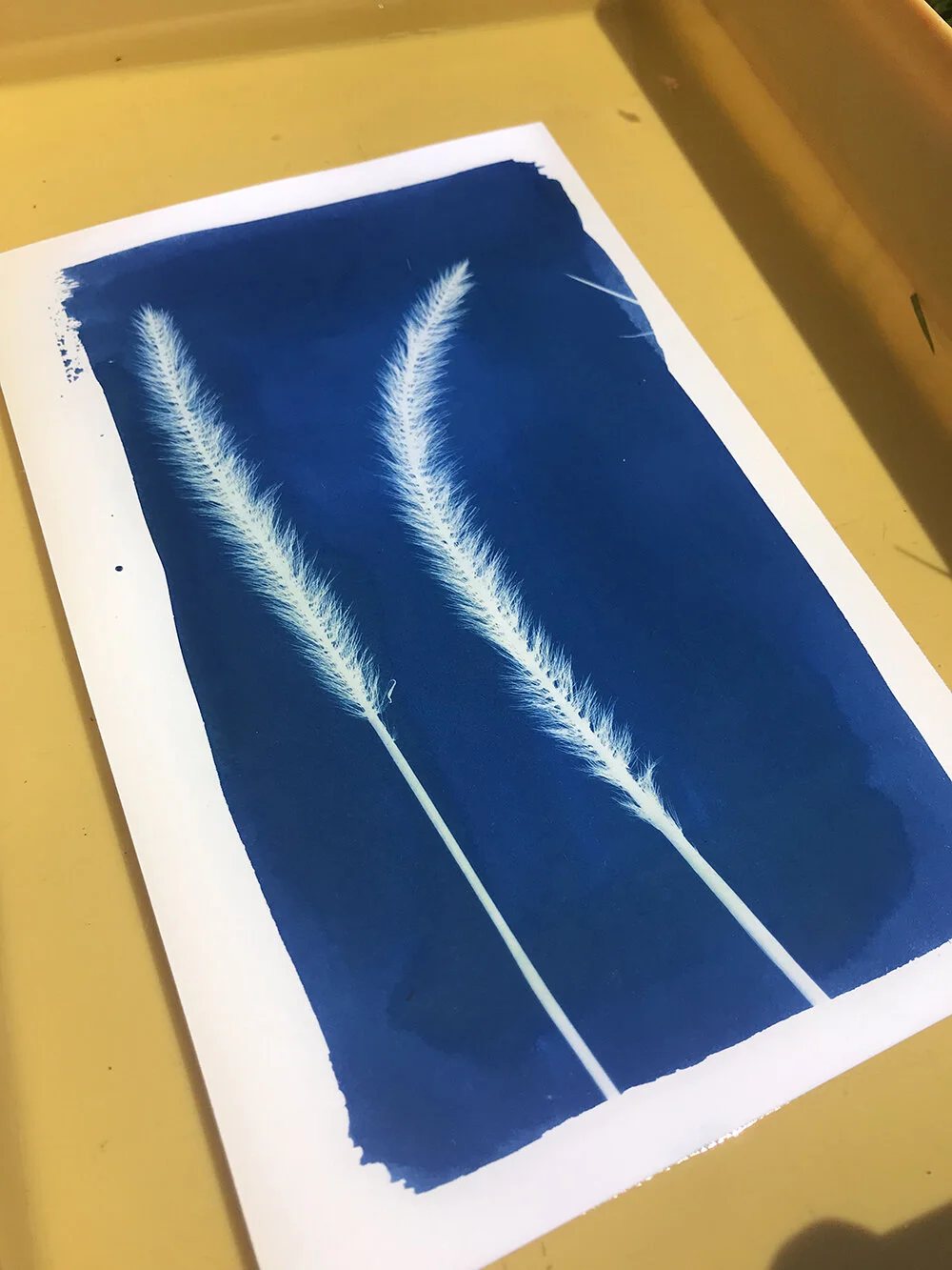 How to Frame Cyanotypes — Jackie Partridge