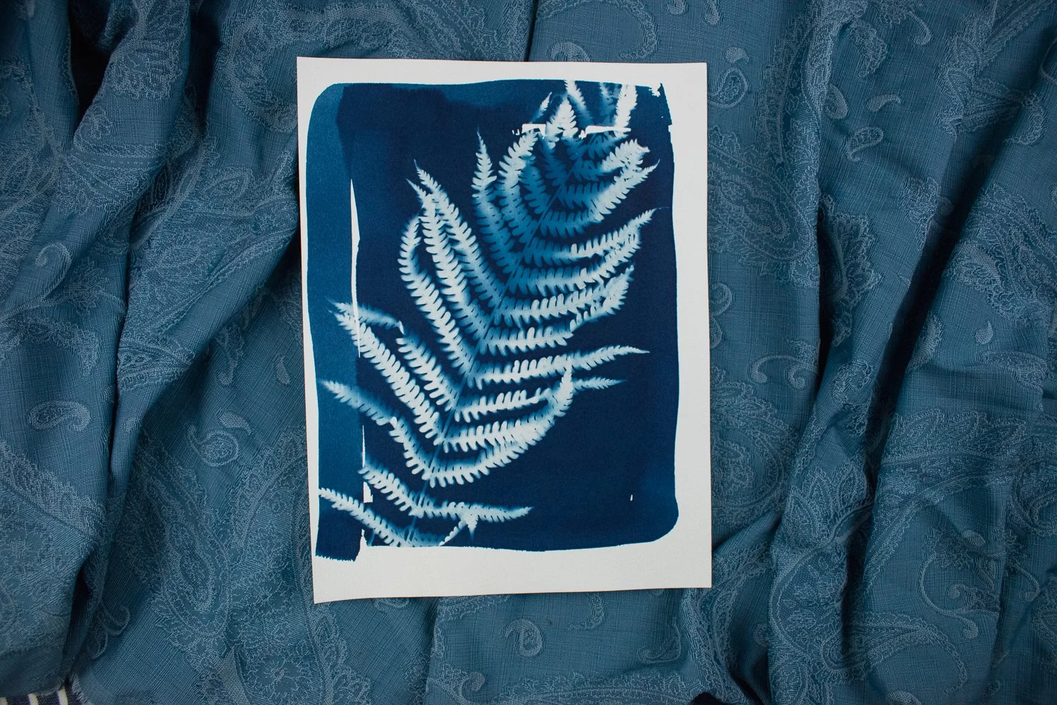 Cyanotypes - Botanical Art — Jackie Partridge