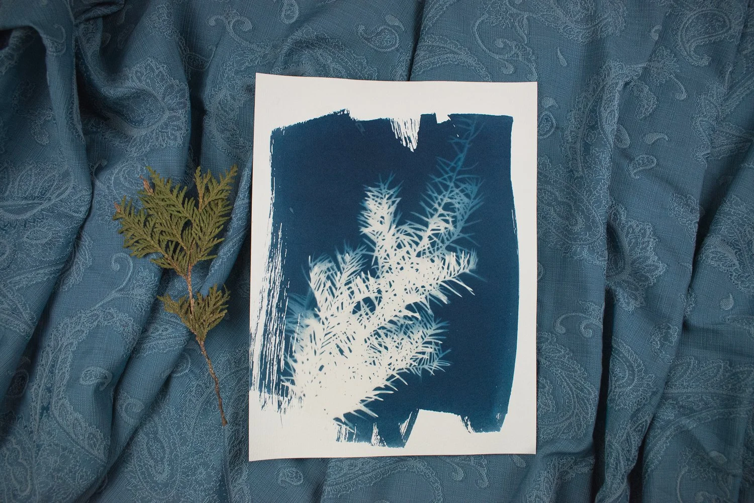 Cyanotypes - Botanical Art — Jackie Partridge