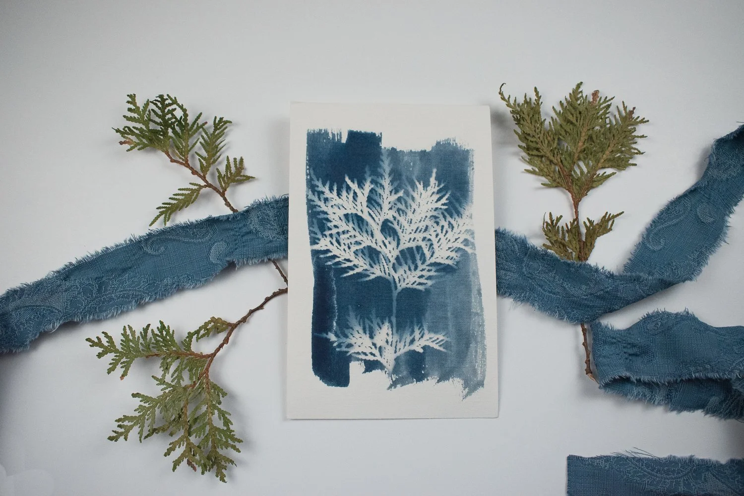 Cyanotypes - Botanical Art — Jackie Partridge