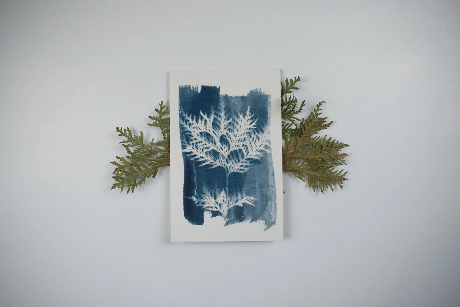 Cedar Cyanotype 2 — Jackie Partridge