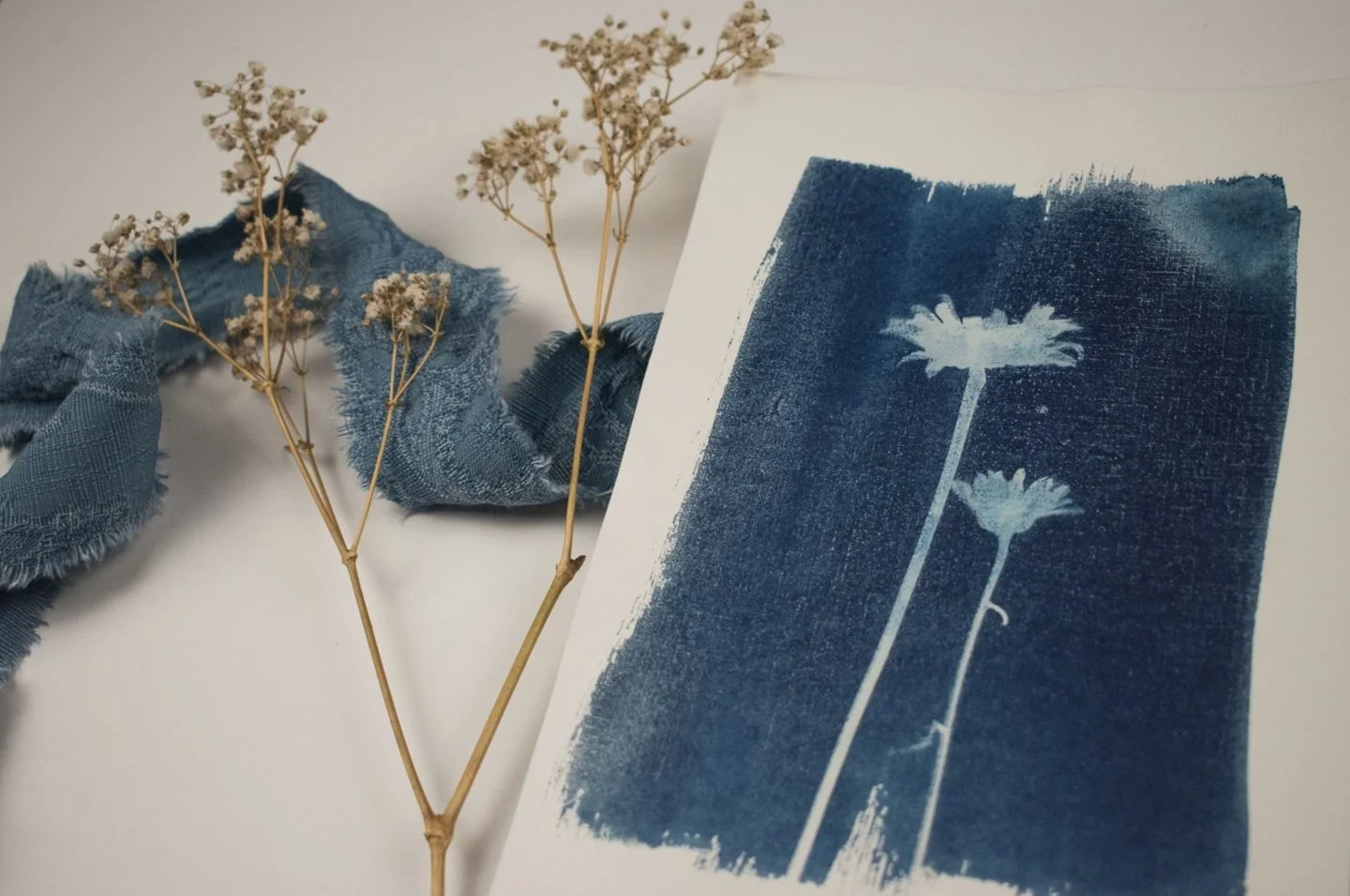 Daisy Cyanotype 1 — Jackie Partridge